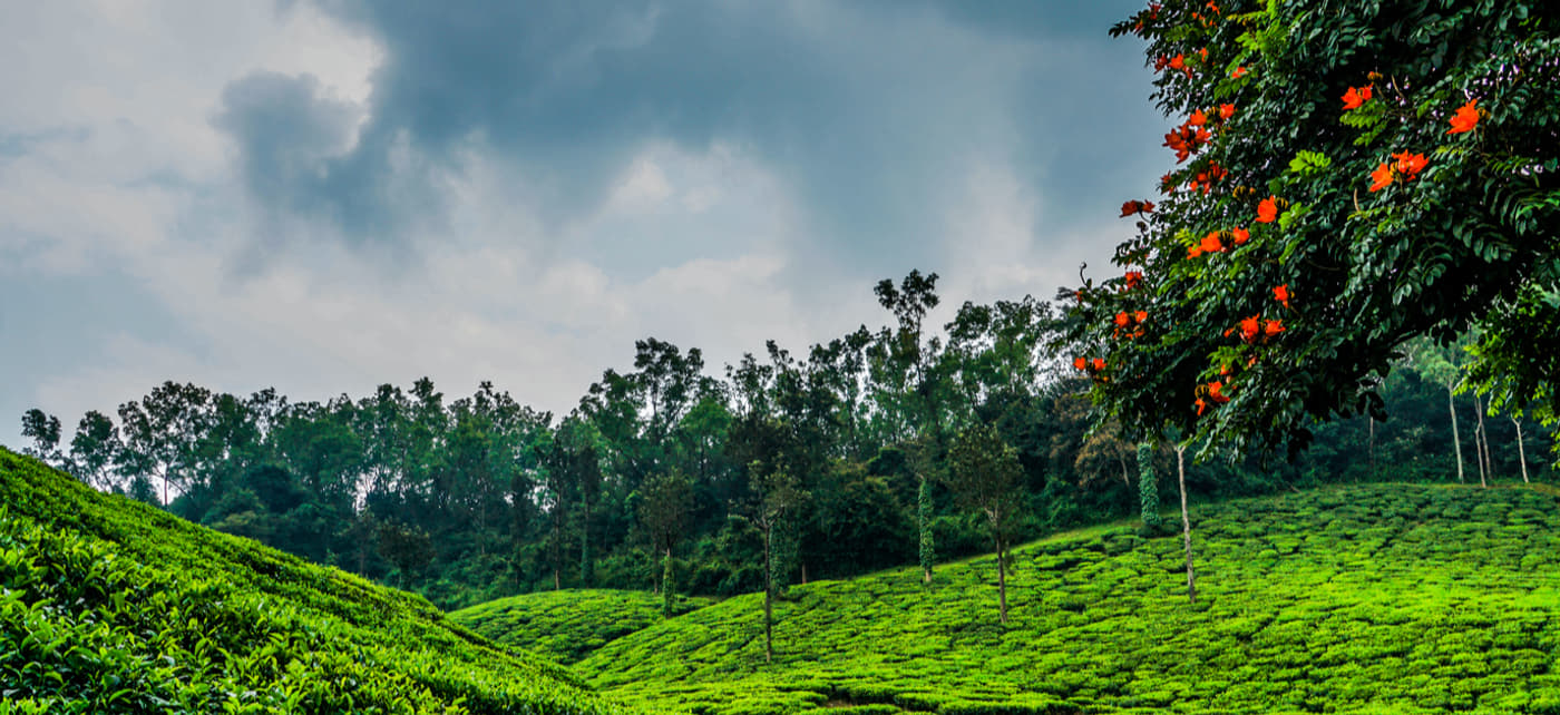 Tea Estate Visit Chikmagalur