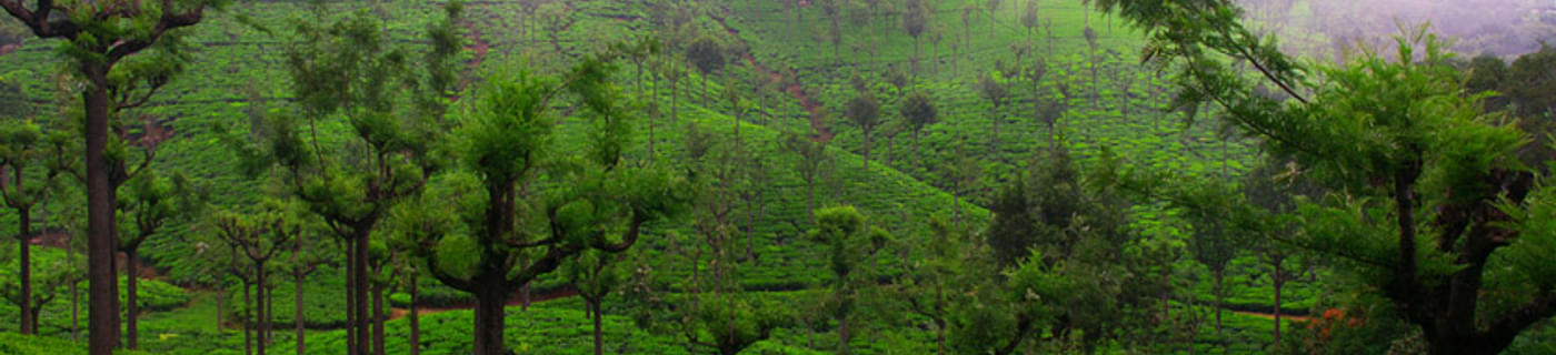 20 Places to Visit in Coonoor, Tourist Places & Top Attractions