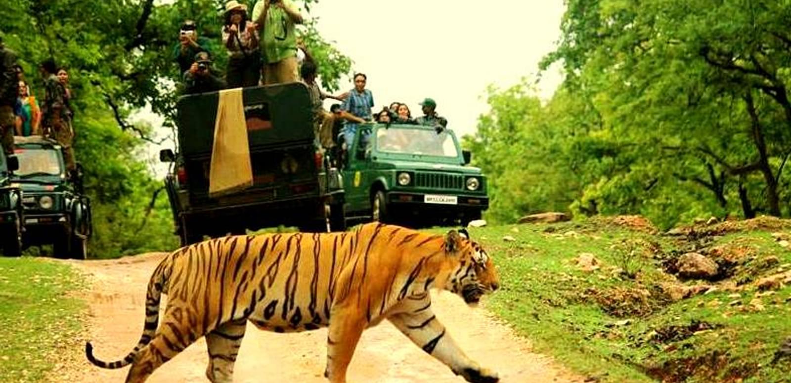 Pench National Park Jungle Safari