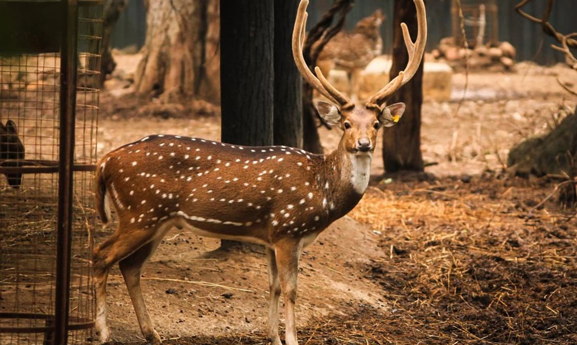 25 Wildlife Sanctuaries in Kerala One Must Visit In 2025!