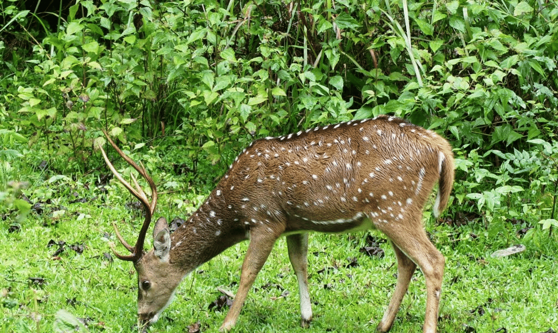25 Wildlife Sanctuaries in Kerala One Must Visit In 2025!