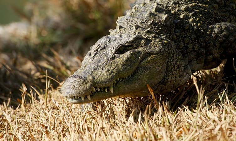 25 Wildlife Sanctuaries in Kerala One Must Visit In 2025!