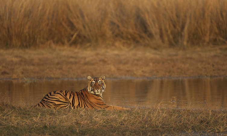 20 National Parks in Rajasthan | Wildlife Sanctuaries in Rajasthan