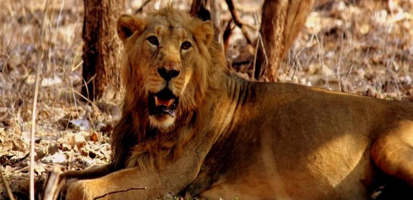 Safari Tour Of Gir Wildlife Sanctuary In Gujarat