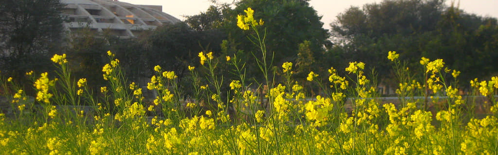 10 Resorts In Manesar, Book Now & Get Upto 50% Off