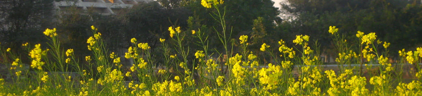 Places to Visit in Manesar