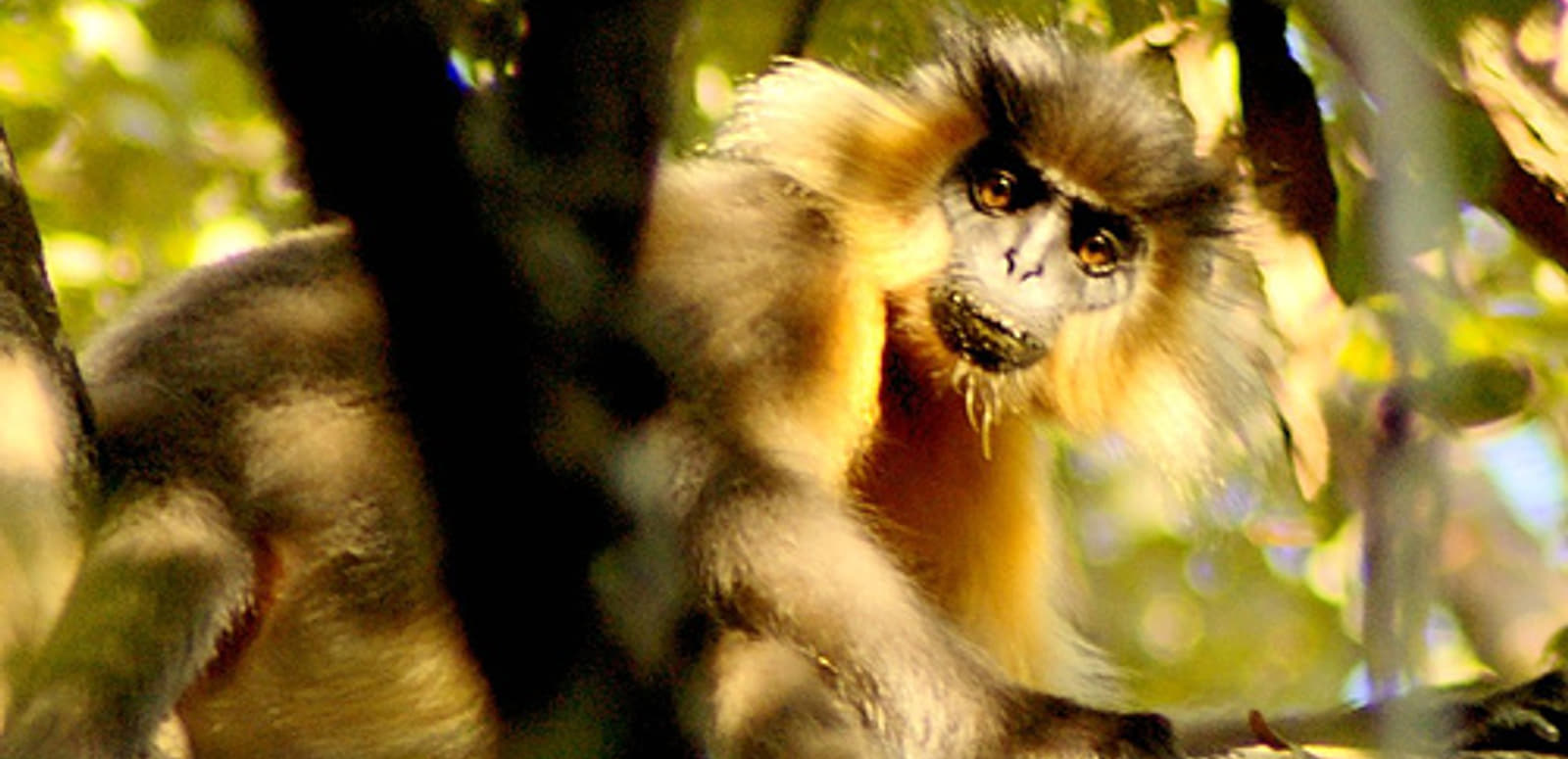 Wildlife Tour At Manas National Park