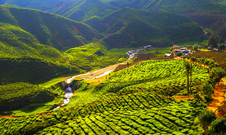 19 Best Things to do in Cameron Highlands