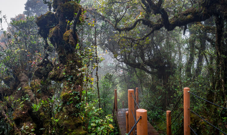 19 Best Things to do in Cameron Highlands