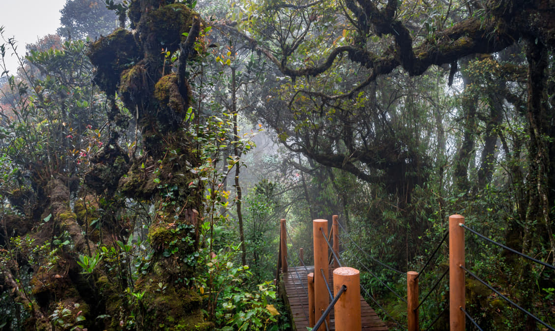 19 Best Things to do in Cameron Highlands