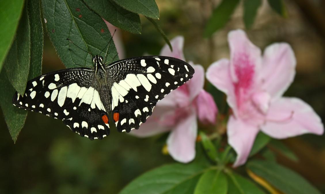 19 Best Things to do in Cameron Highlands