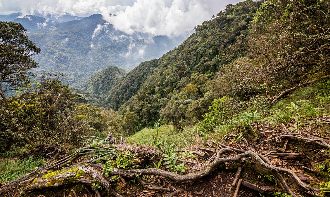 19 Best Things to do in Cameron Highlands
