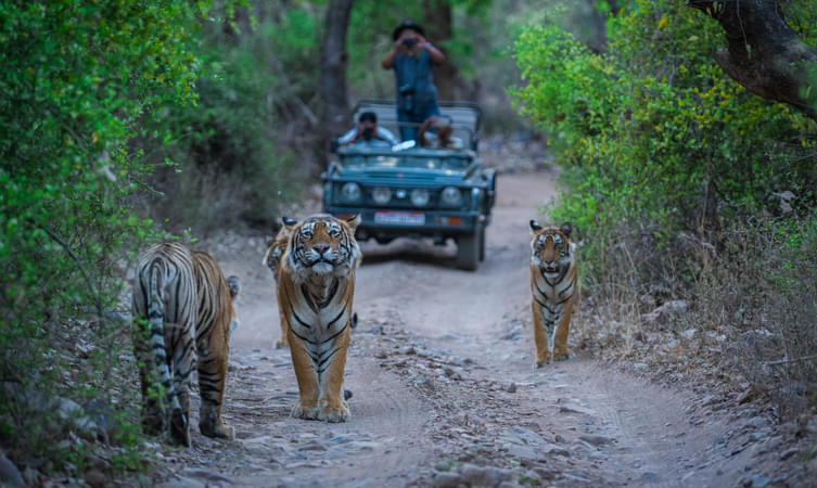 Pench National Park: A Detailed Travel Guide