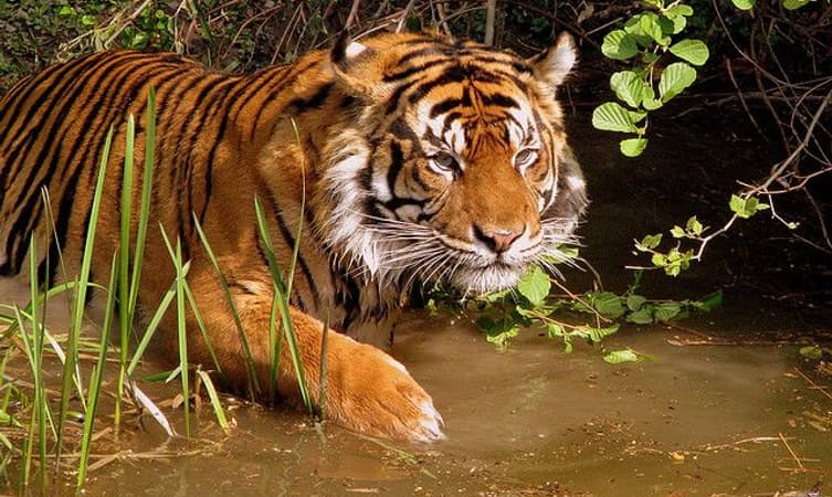 19 Best Tiger Reserves In India