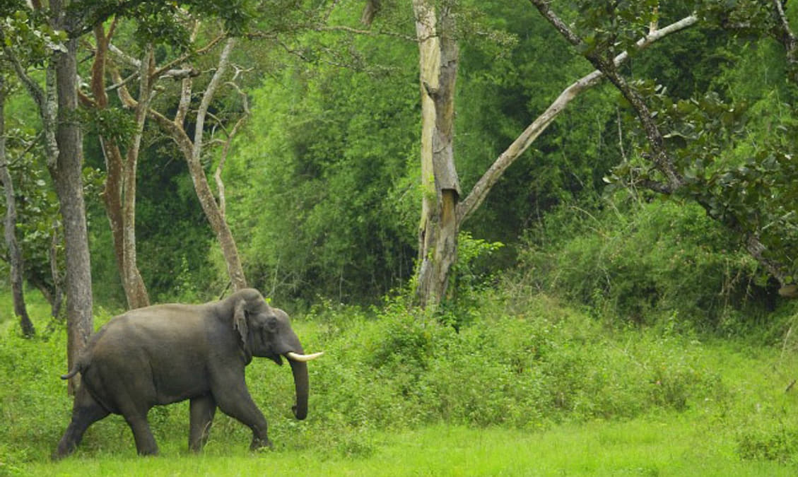 25 Wildlife Sanctuaries in Kerala One Must Visit In 2024!