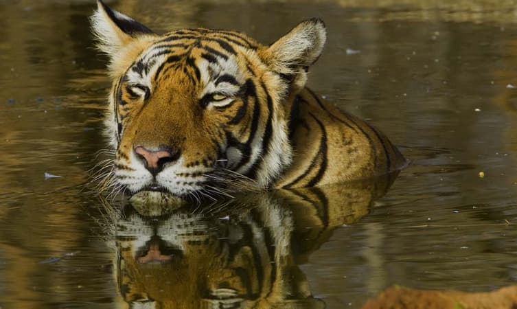 Sariska National Park Safari : A Detailed Guide