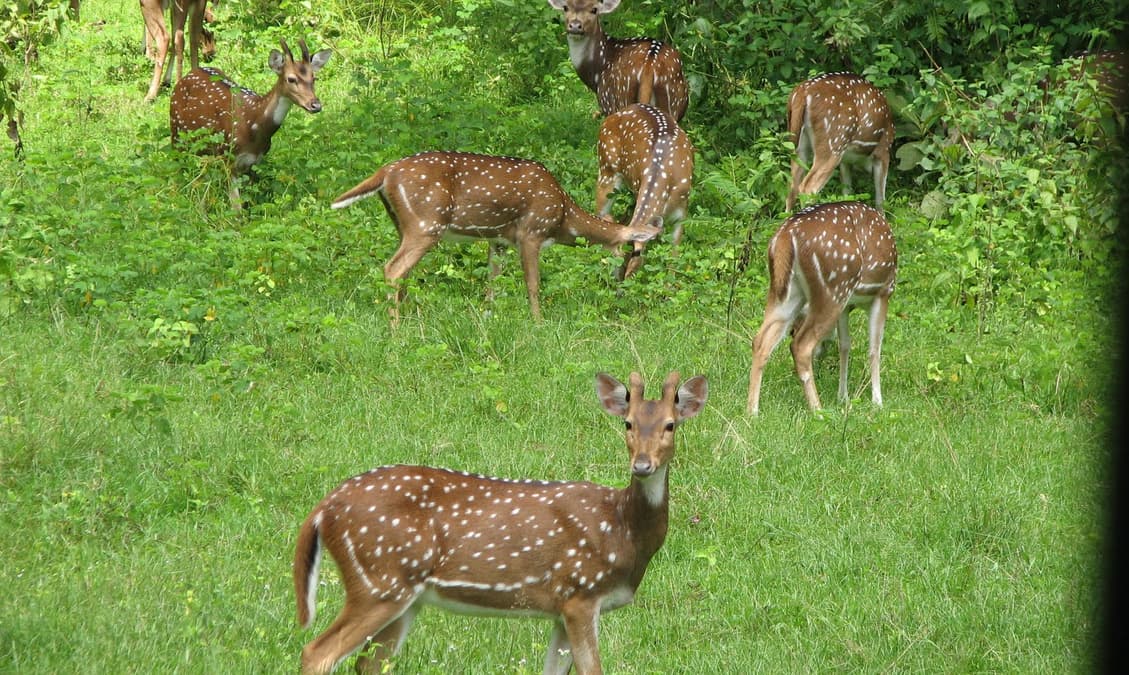 18 Best Wildlife Sanctuaries and National Parks in Chhattisgarh
