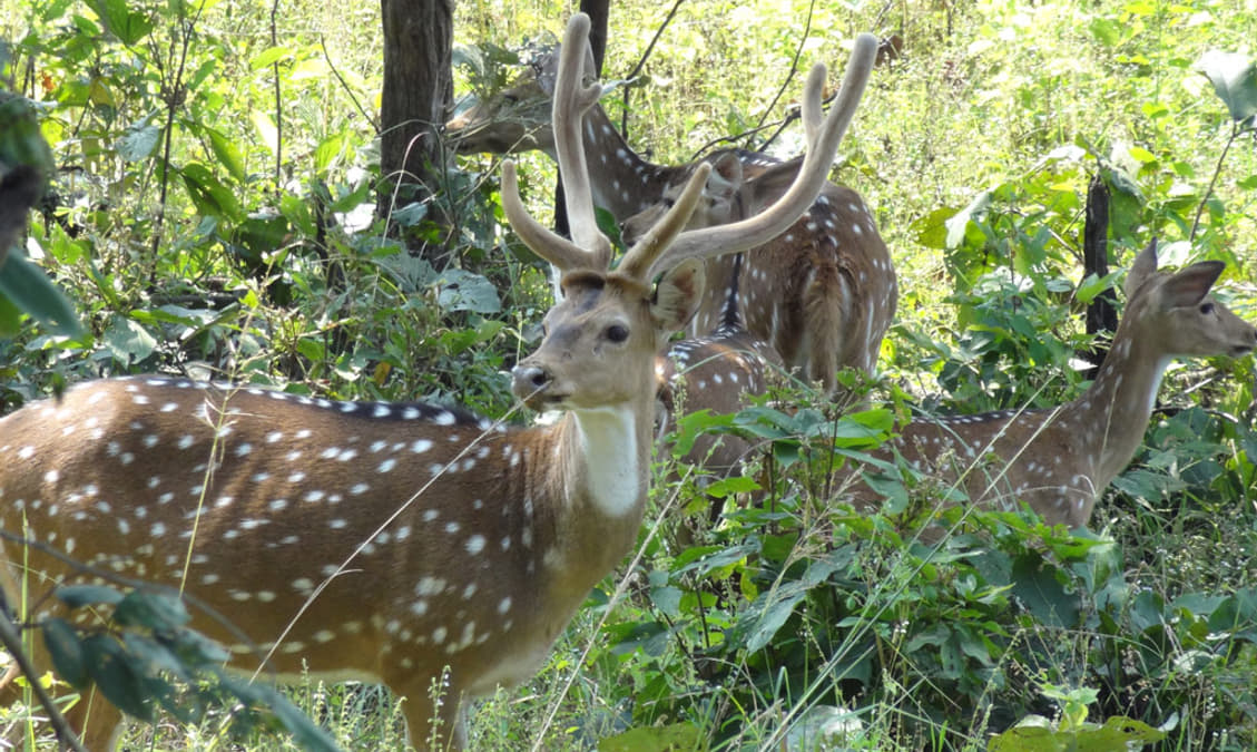 18 Best Wildlife Sanctuaries and National Parks in Chhattisgarh