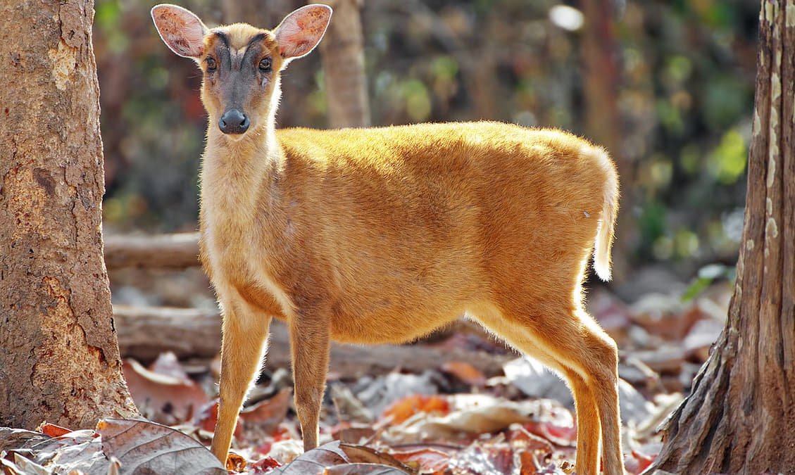 18 Best Wildlife Sanctuaries and National Parks in Chhattisgarh