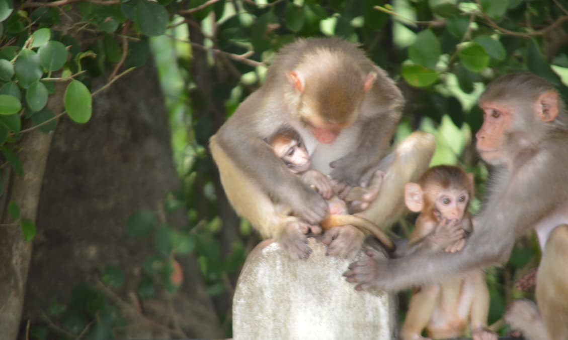 18 Best Wildlife Sanctuaries and National Parks in Chhattisgarh