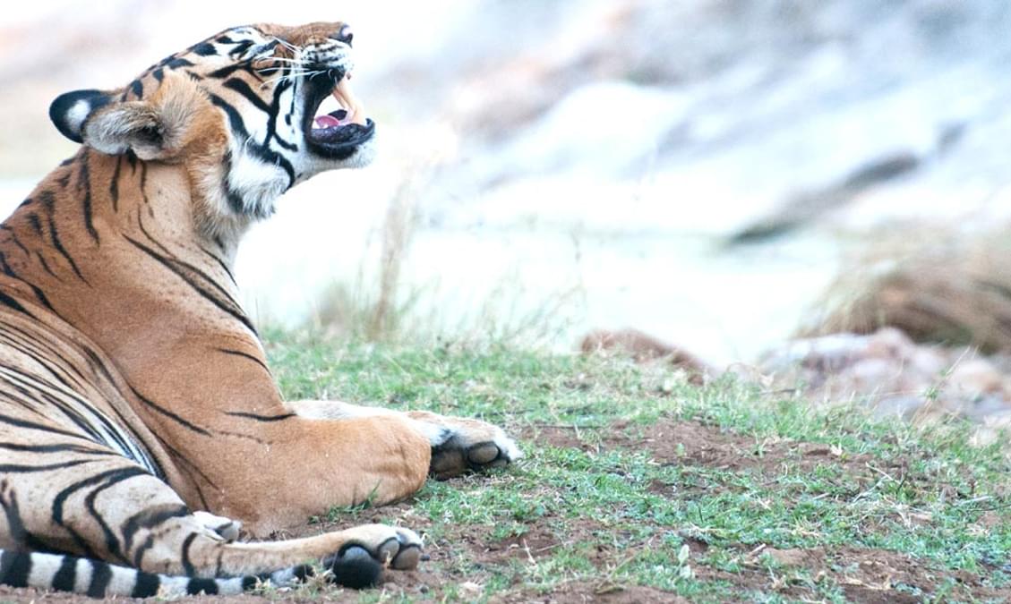 19 Best Tiger Reserves In India