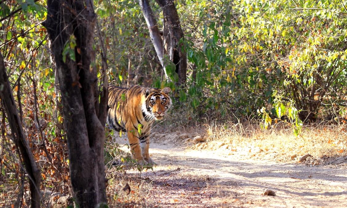 19 Best Tiger Reserves In India