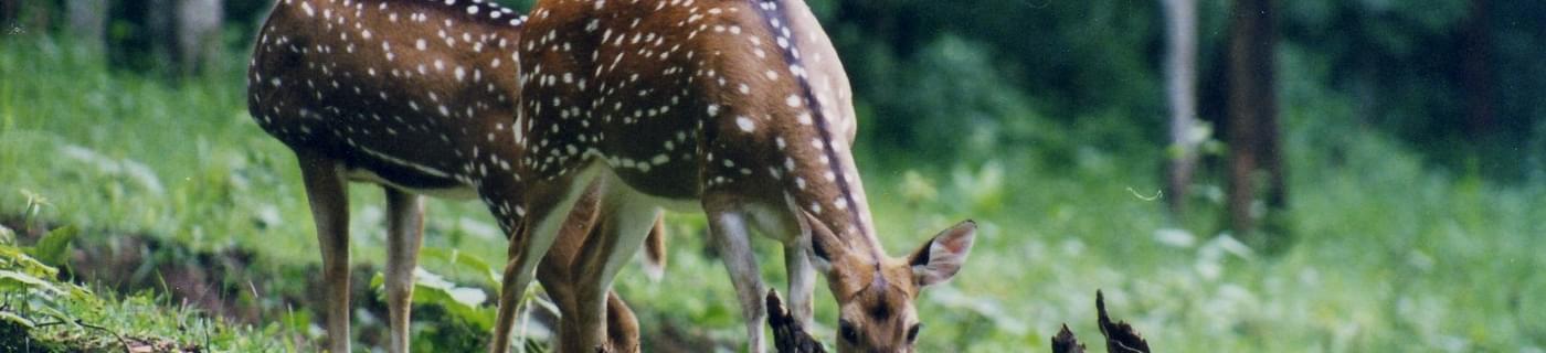 7 Best Wildlife Sanctuaries in GOA - 2025 (Photos & Reviews)