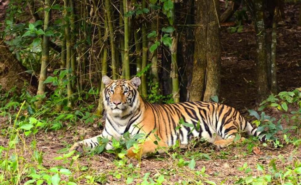 7 Best Wildlife Sanctuaries in GOA - 2025 (Photos & Reviews)