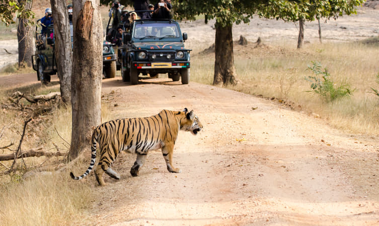 9 Best National Parks in Madhya Pradesh - Where the Wild Meets Life!
