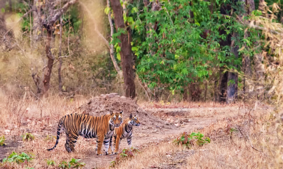 9 Best National Parks in Madhya Pradesh - Where the Wild Meets Life!