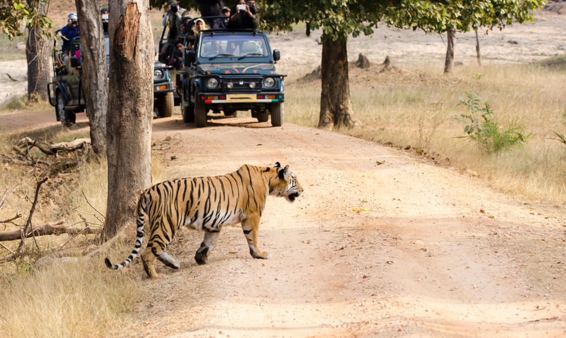 Pench National Park: A Detailed Travel Guide