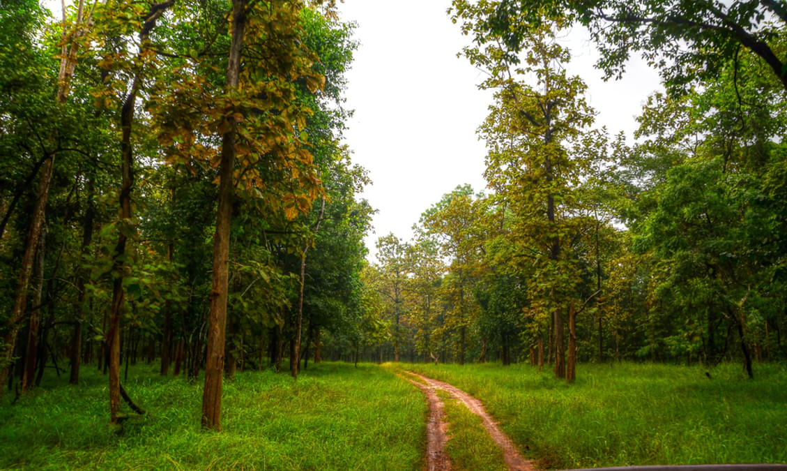 Pench National Park: A Detailed Travel Guide