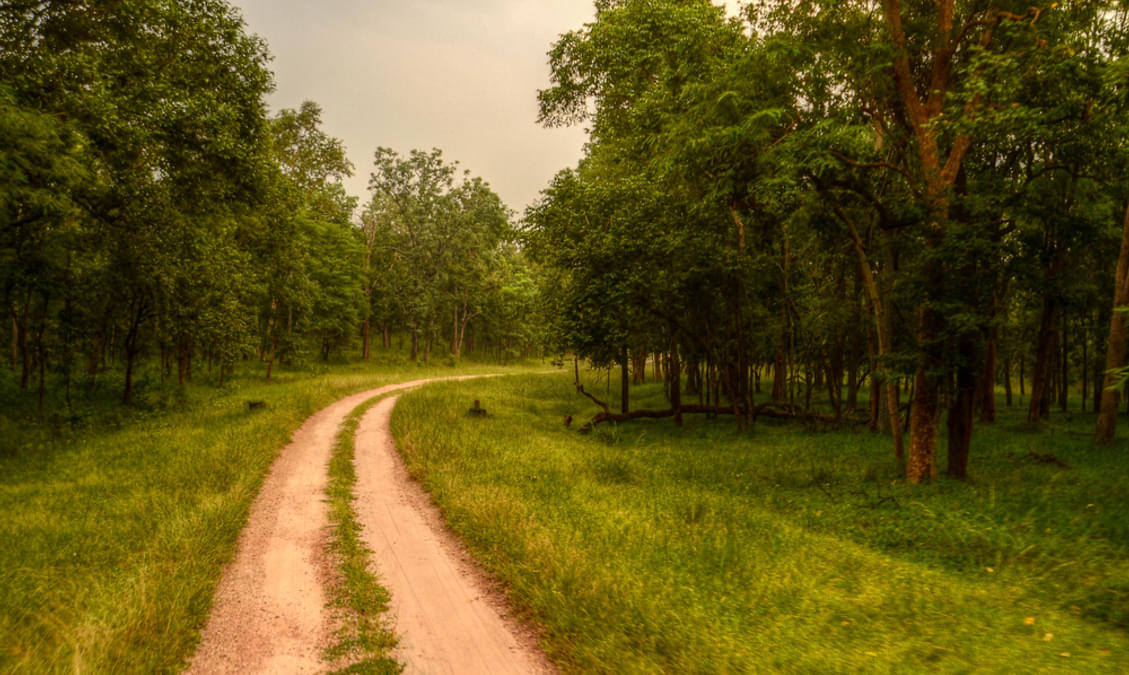 Pench National Park: A Detailed Travel Guide