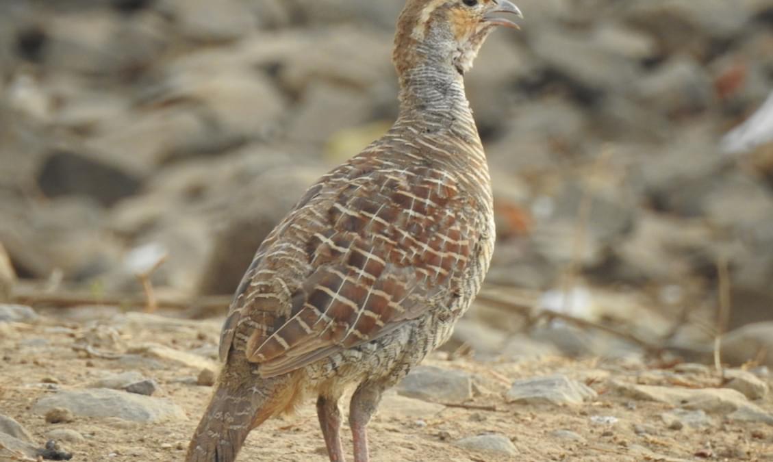 25 Wildlife Sanctuaries in Madhya Pradesh