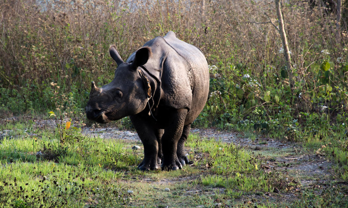 Manas National Park - A Detailed Guide