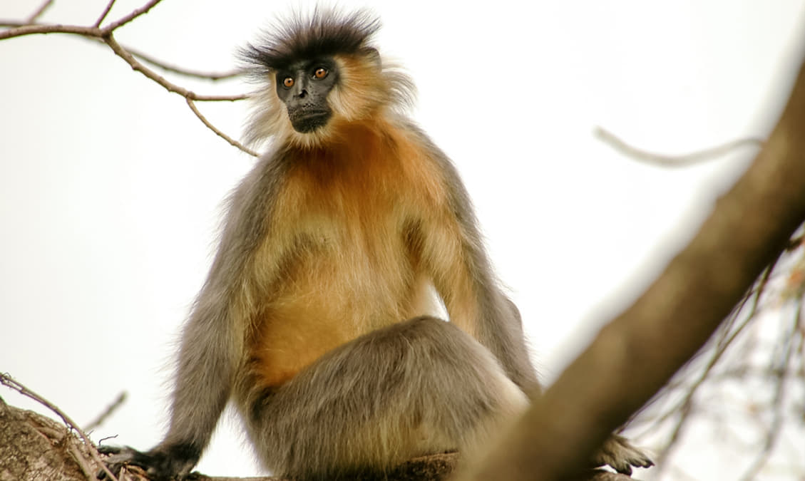 Manas National Park - A Detailed Guide