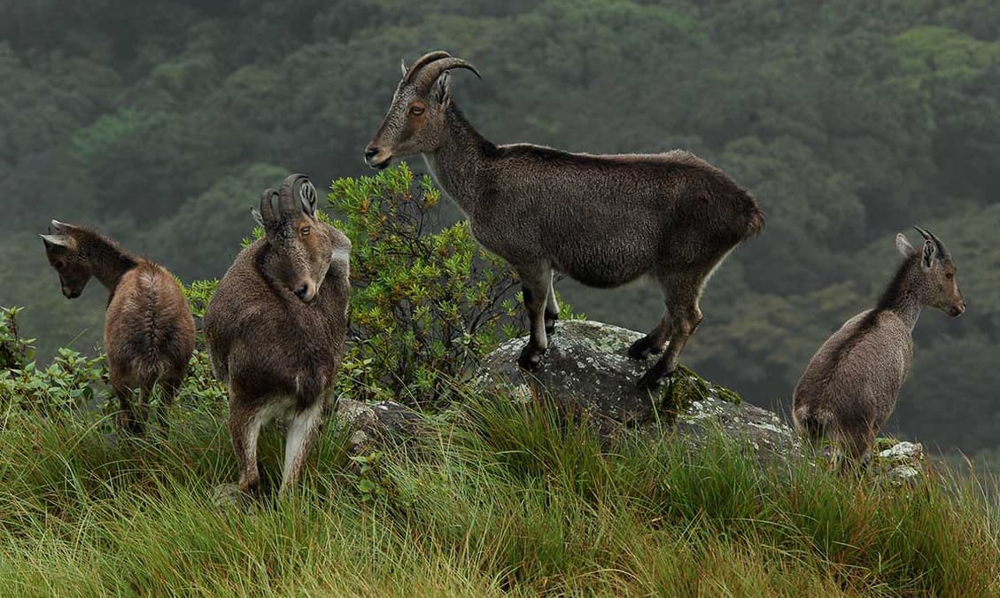 20 Best Places to Visit in Munnar in 2 Days - 2025 (with Photos)