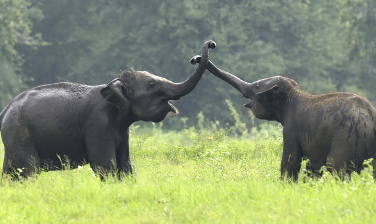 6 National Parks in Maharashtra: Witness Wildlife At It's Best!
