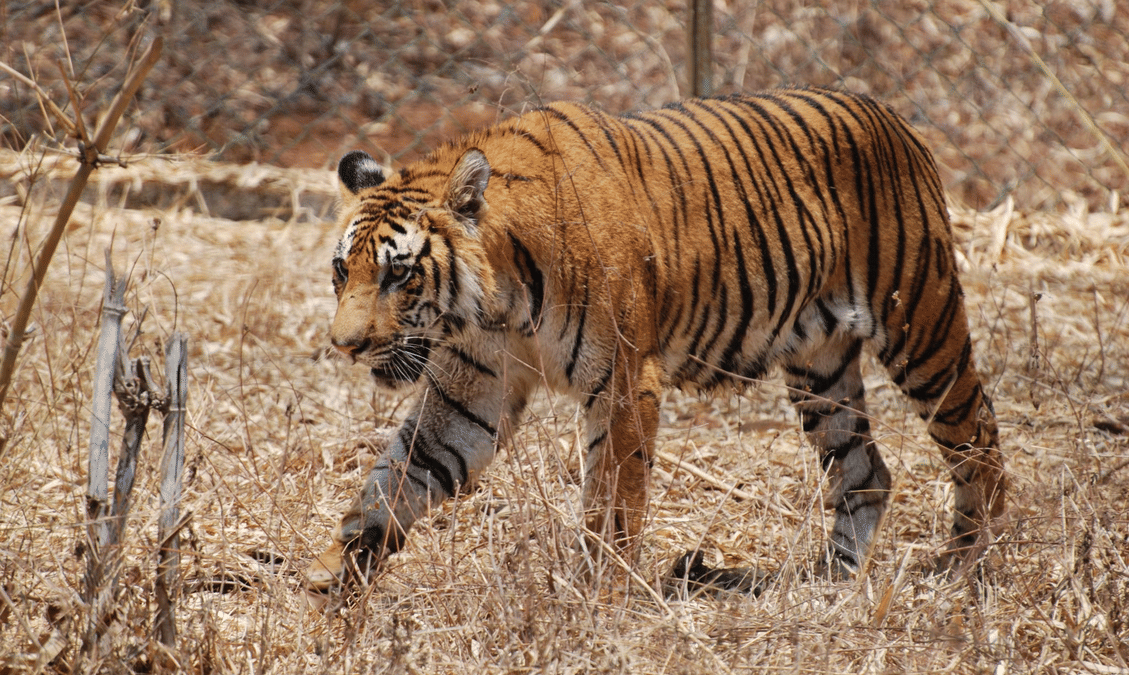 30 Best Wildlife Sanctuaries in Maharashtra - 2025 (With Photos)