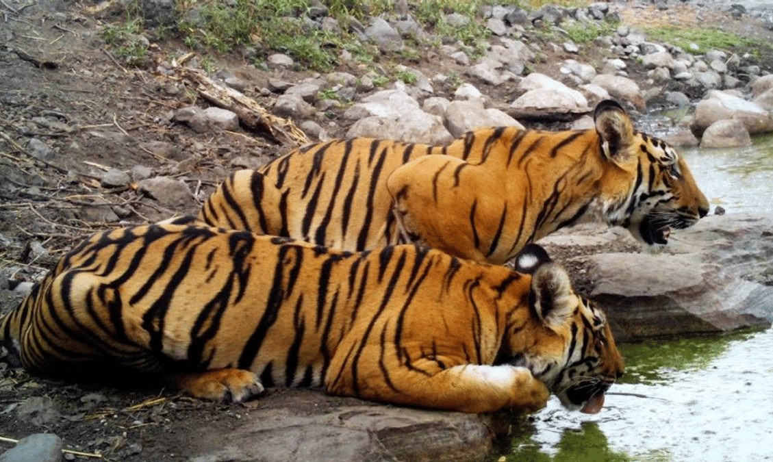 30 Best Wildlife Sanctuaries in Maharashtra - 2025 (With Photos)