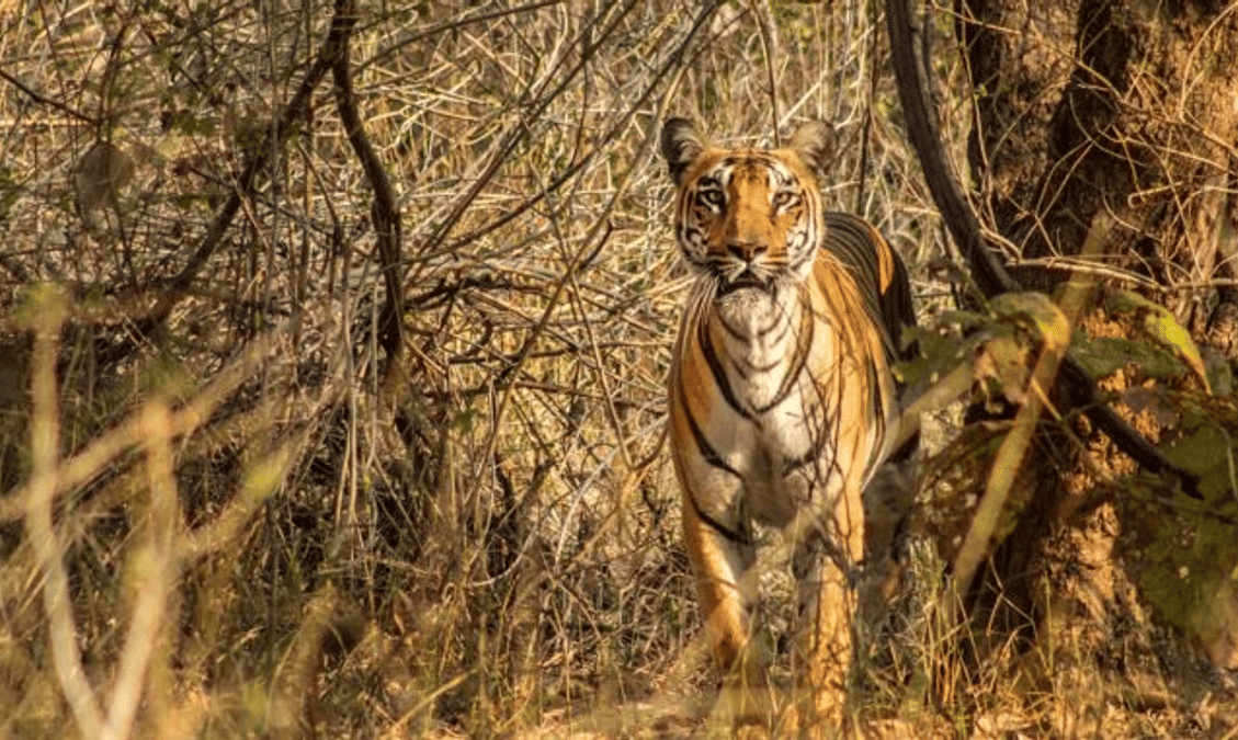 30 Best Wildlife Sanctuaries in Maharashtra - 2026 (With Photos)