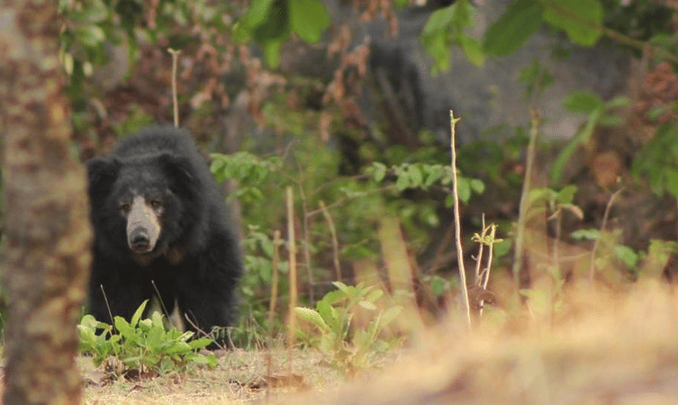 30 Best Wildlife Sanctuaries in Maharashtra - 2024 (With Photos)
