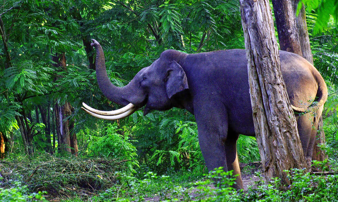 10 Places to Visit in Vythiri For A Fun Trip in 2026