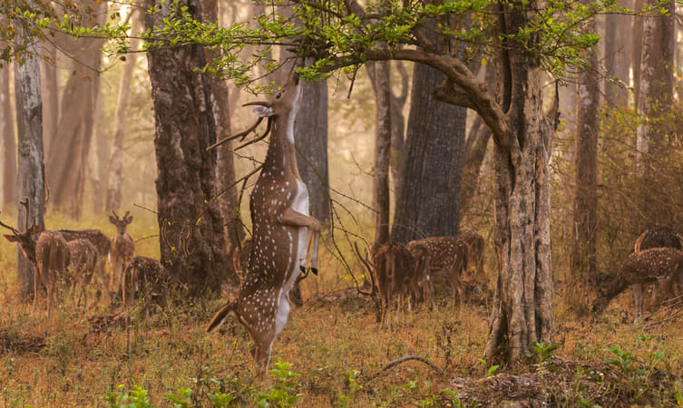 15 Best Wildlife Sanctuaries in Karnataka - 2026 (Photos)