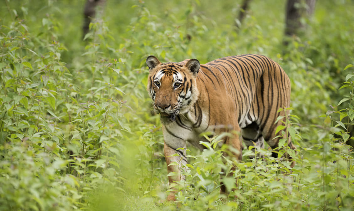 15 Best Wildlife Sanctuaries in Karnataka - 2025 (Photos)