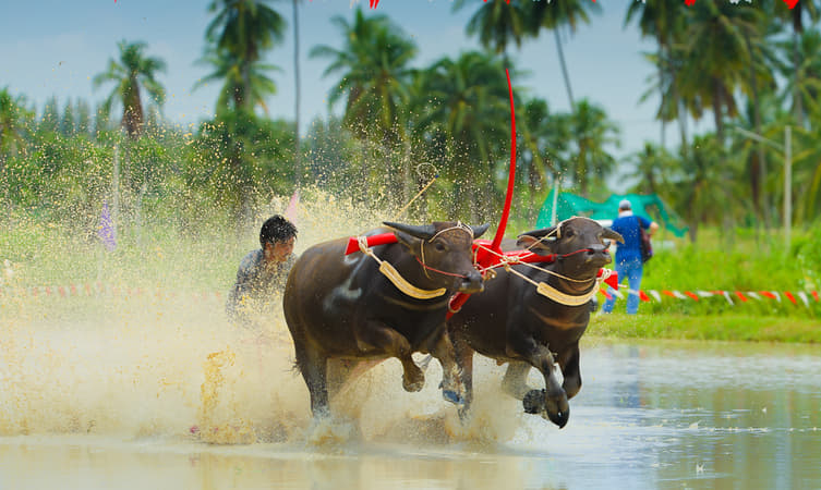 25 Best Festivals in Thailand - 2026 (Photos & 1600+ Reviews)