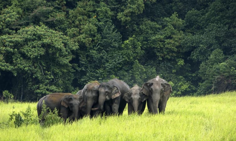 8 National Parks in Phuket: Witness Wildlife At It's Best!