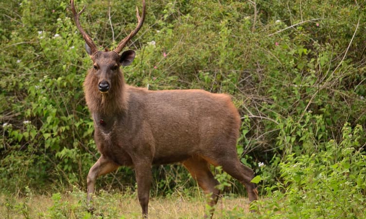 8 National Parks in Phuket: Witness Wildlife At It's Best!