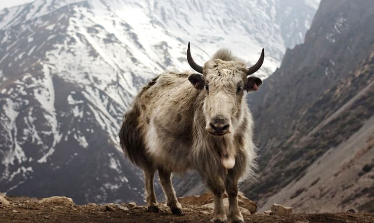 55 Places to Visit in Manali 2026, Tourist Places & Attractions
