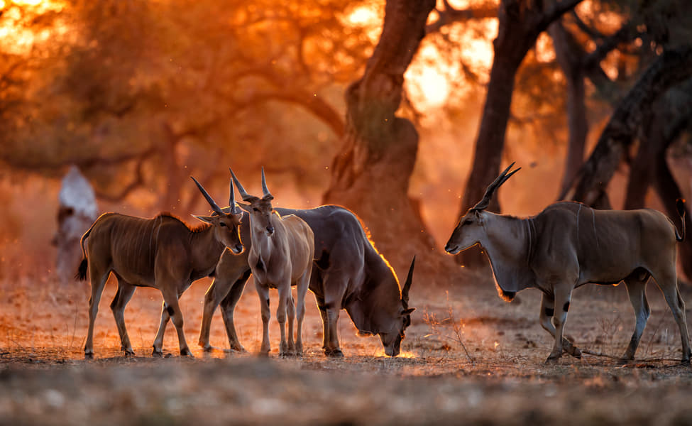 30 Places to Visit in Zimbabwe, Tourist Places & Top Attractions